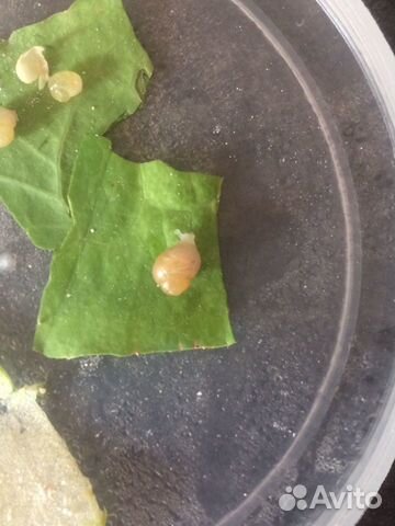 Улитята ахатины ретикуляты