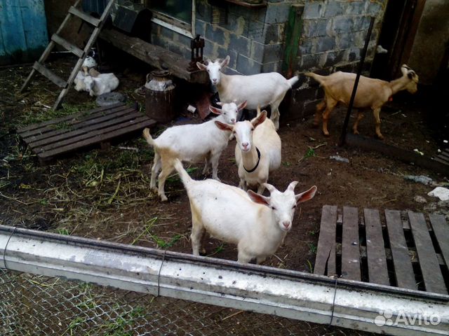 Коз и козлят разных пород