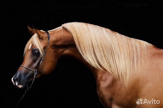 Арабские жеребчики экстра класса