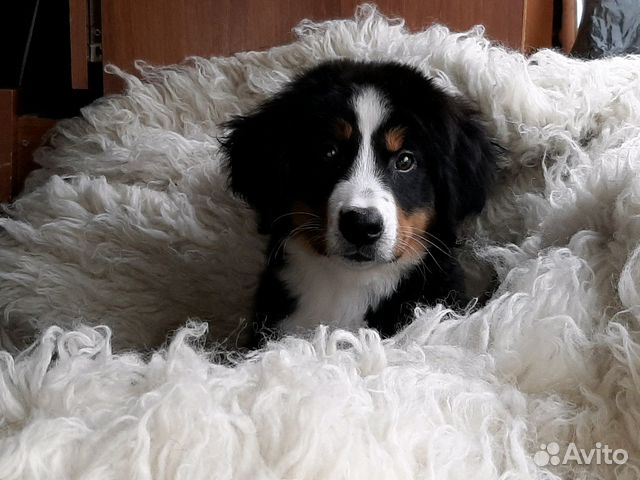 Лучшая девочка бернского зенненхунда