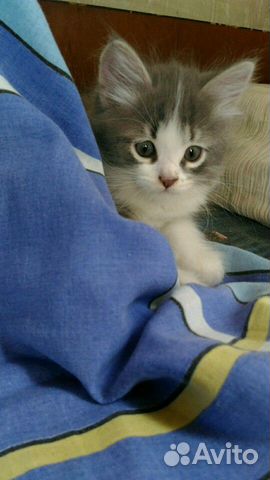 Котик беленький животик