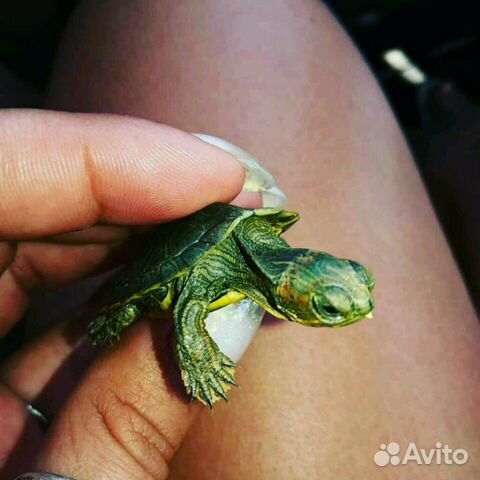 Черепахи красноухие