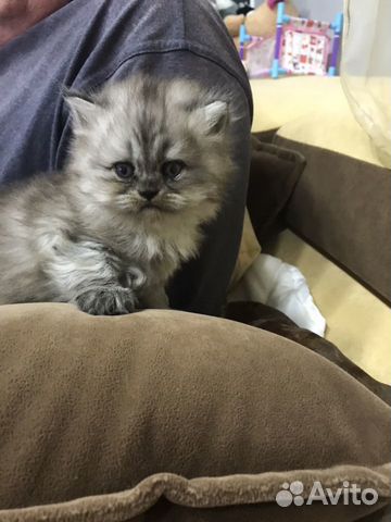 24.06.2019 появились на свет котята персидской кла