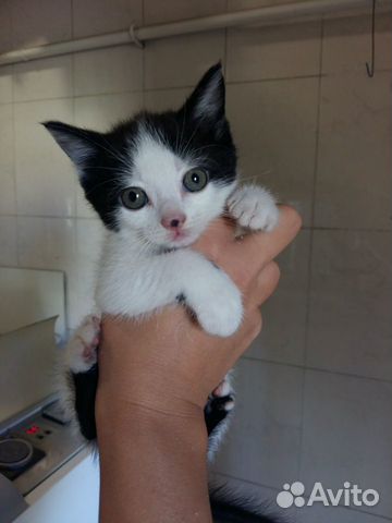 Котята ищут дом. Только ответственным людям
