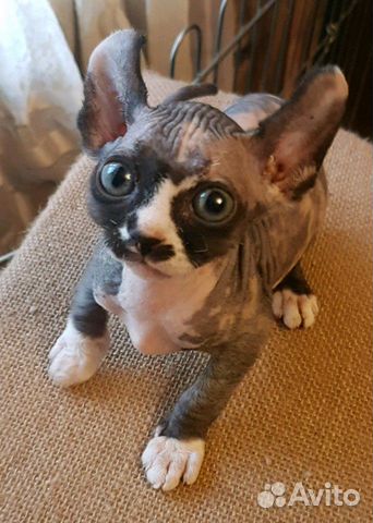 Ваше маленькое чудо