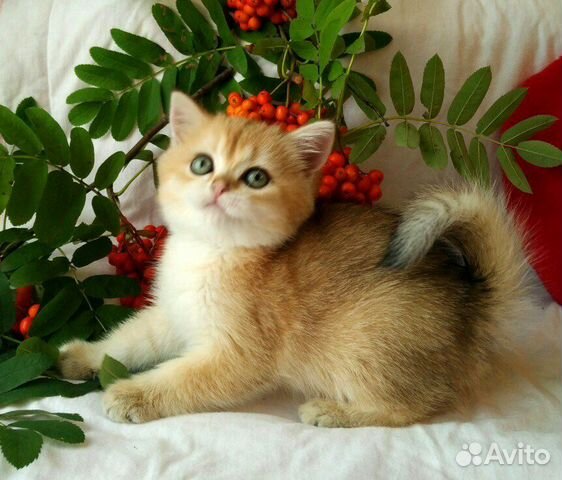 Плюшевая кроха