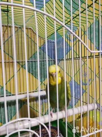 Попугай волнистый самочка