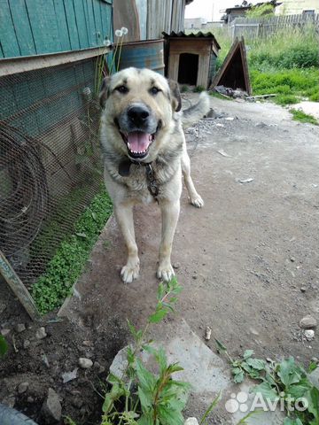 Пёсик ищет дом