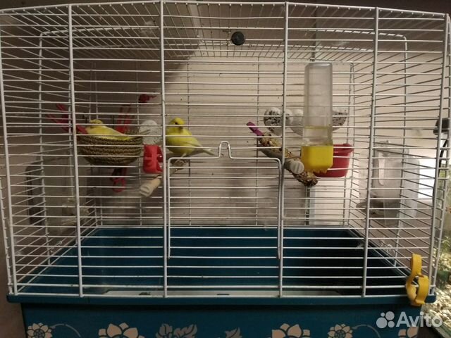 Канарейки с клеткой