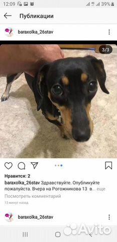 Отдам в добрые руки таксу