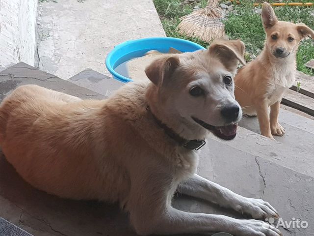 Отдам щенков бесплатно. Давайте спасем жизнь