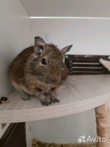 Белки чилийские (дегу) с витриной