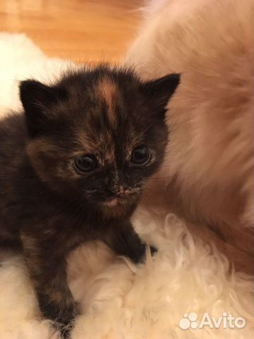 Котенок