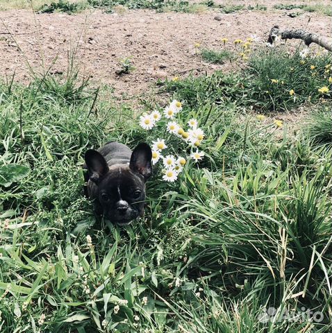 Щенок французского будьдога