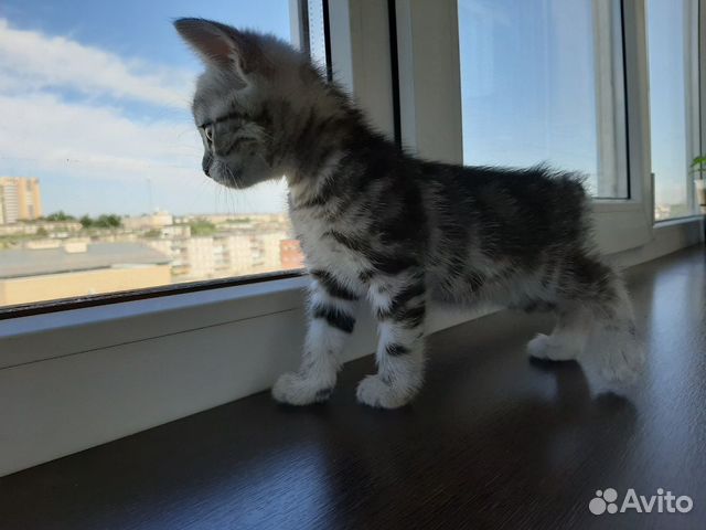 Продам кису