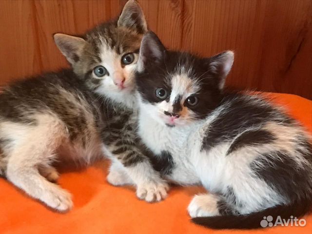 Котята