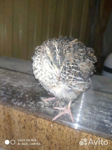 Перепела несушки