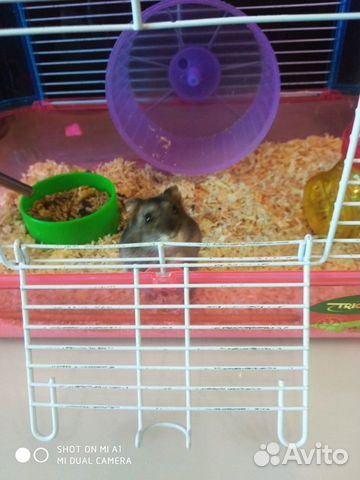 Хома в добрые руки