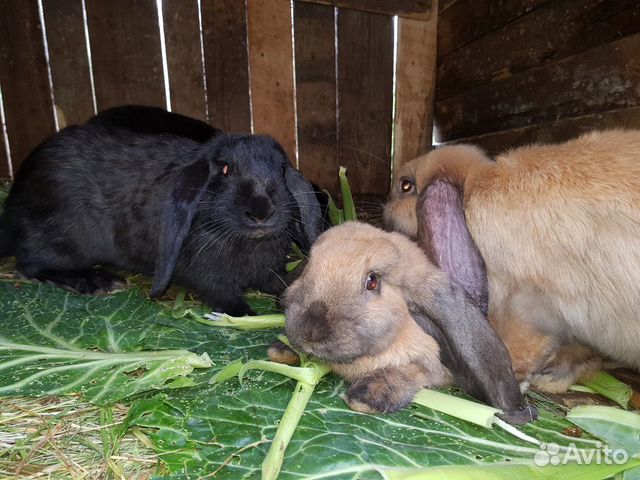 Самцы французский баран на обмен