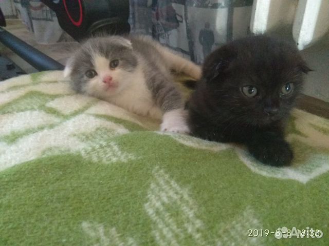 Два брата-акробата