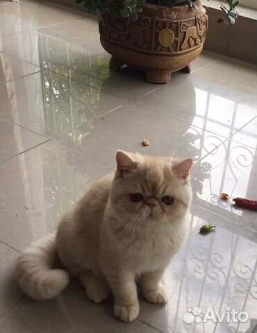 Экзотическая короткошерстная