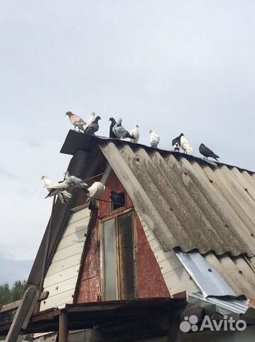 Голуби ручные