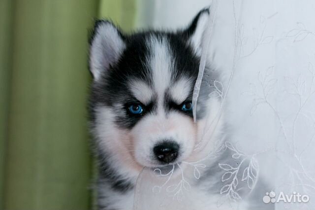 Сибирский медвежонок хаски