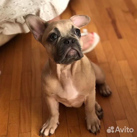 Щенки французского бульдога
