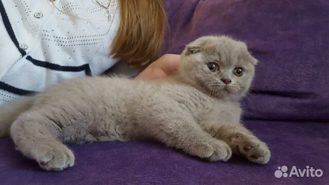 Скотиш Фолд
