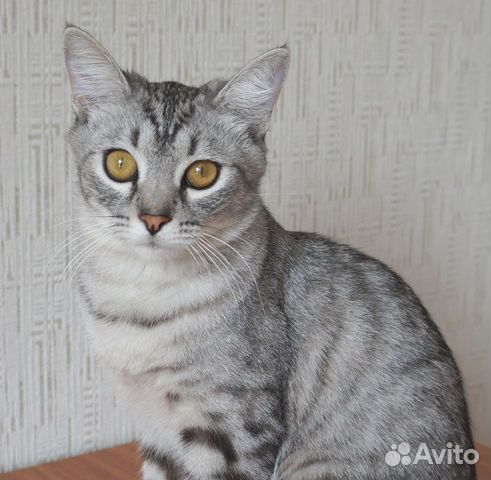 Кот модного окраса "вискас"