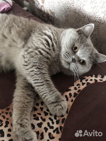 Британская Кошечка на вязку