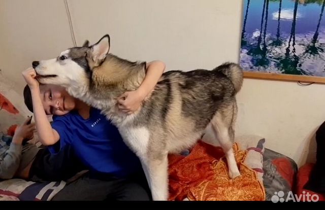 Вязка хаски