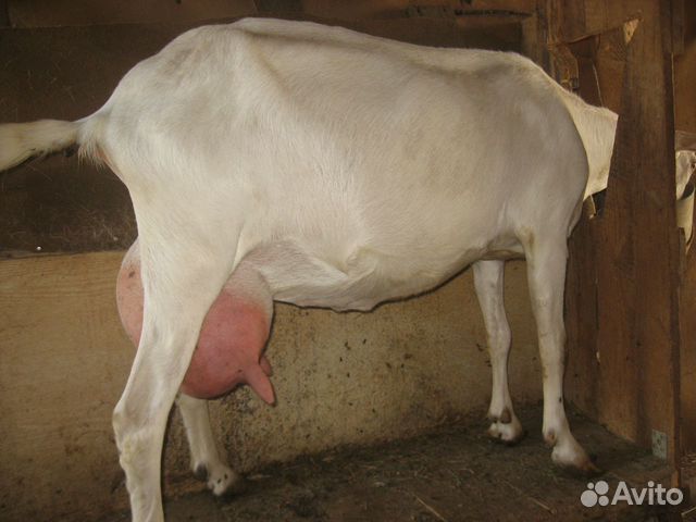 Нубийские дойные козы, козёл