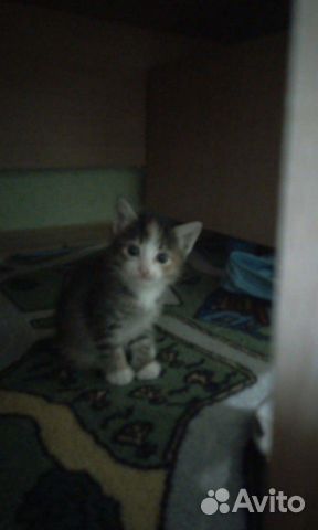 Котята 1 месяц, 2 девочки, 1 серенький мальчик