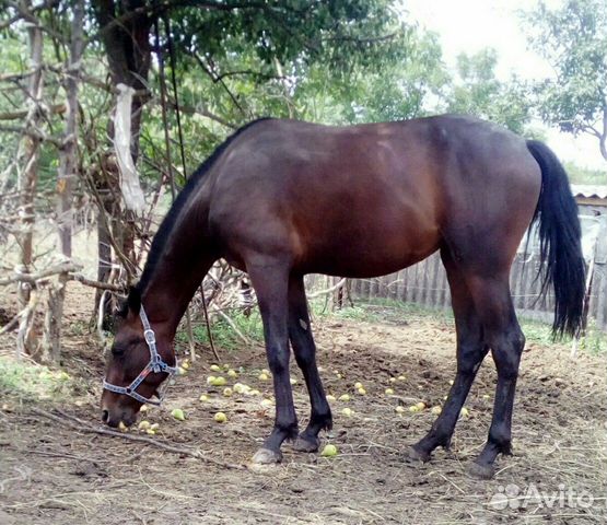 Кобыла высокровная