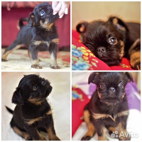 Берендей лесной чародей