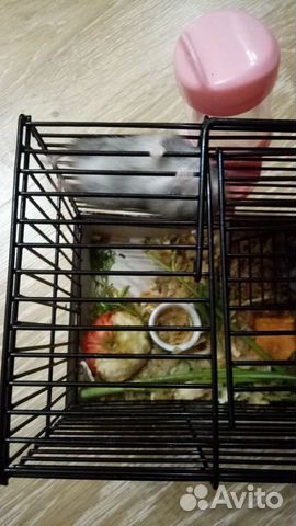 Джунгарские хомяки