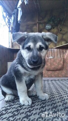 Щенки от собаки (помесь овчарки)
