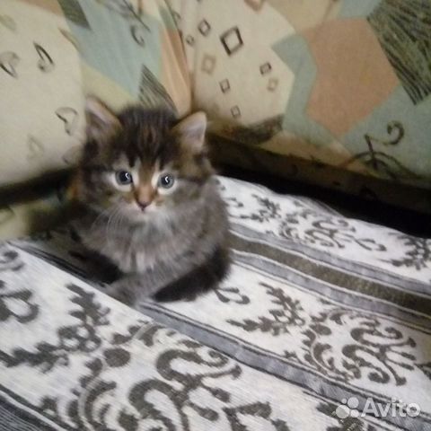 Котенок мальчик 2 мес