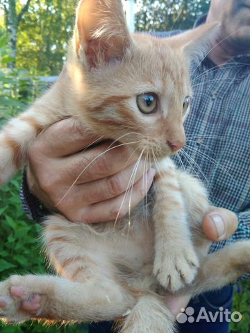 Котёнок рыжий мальчик 3 месяца