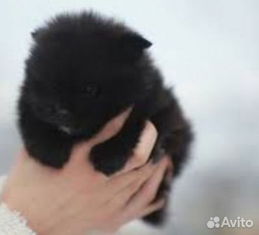 Чёрные жемчуженки