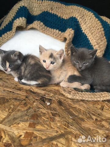 Котята
