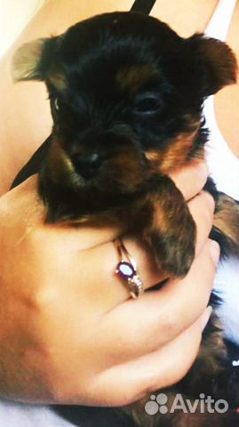 Продаются 3 щенка Йорка, одна девочка и 2 мальчика