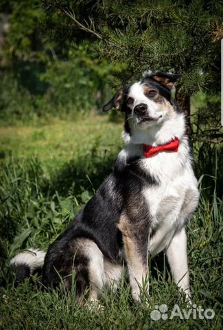 Собака в дар.в добрые ручки