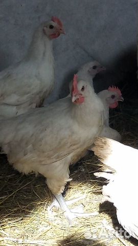 Петухи кучинской и бресс гальский и авралорп