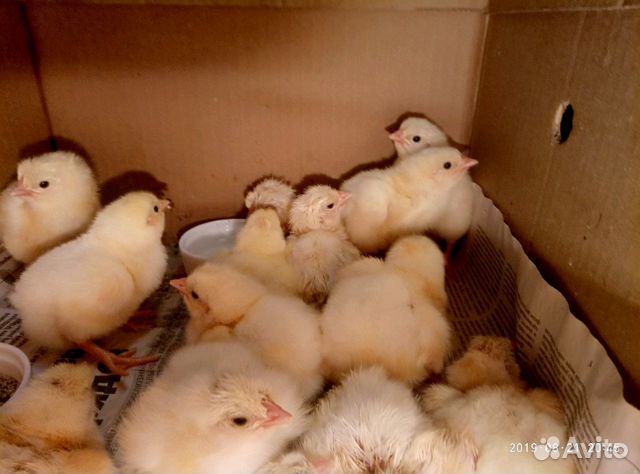Цыплята бройлеры