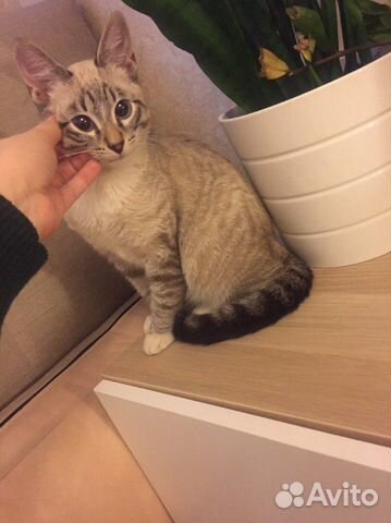 Тайский голубоглазый мальчик ищет дом