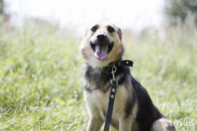 Отдам нежную собаку Сонечку в добрые руки