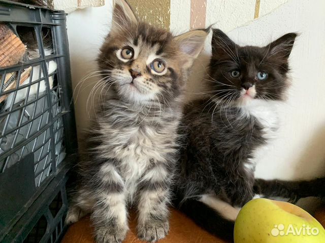 Очаровательные котята мейн-кун