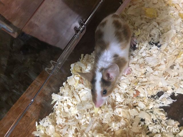 Мышка в добрые руки